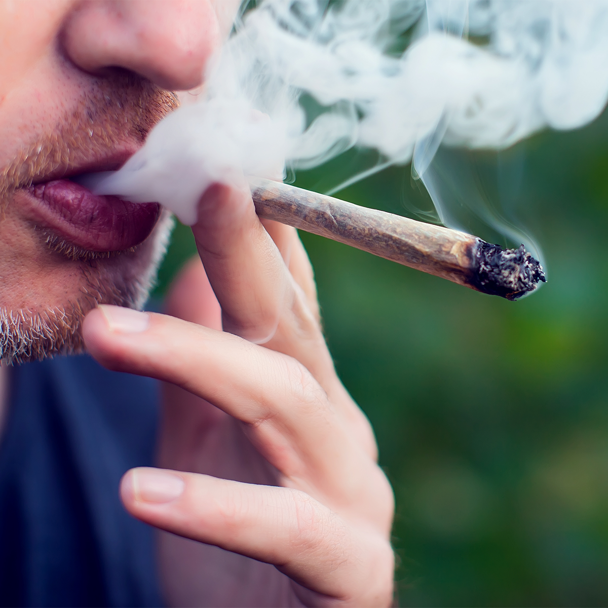 5 Best Cannabis Strains in 2024 – americanreleaf